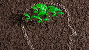 How about a great seed topper? | SoCal Mulch